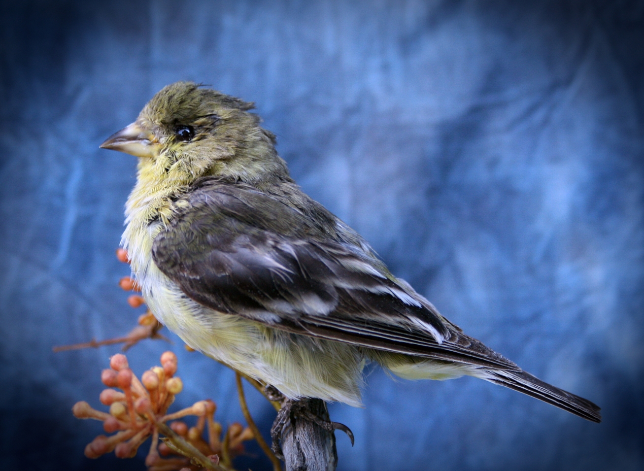 Airborne Taxidermy, Charlie Thurston